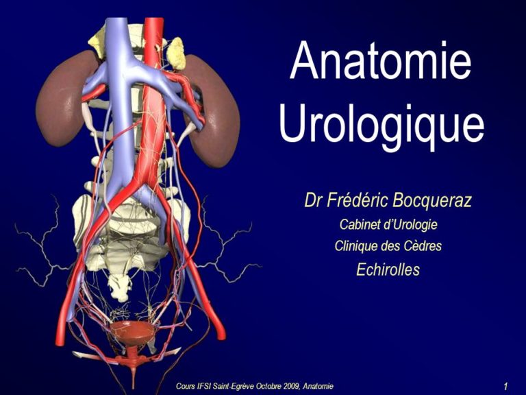 Anatomie Urologique .PDF - ETUDE-AZ