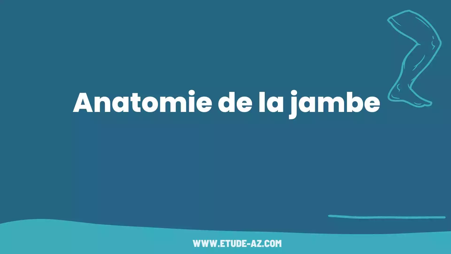 Anatomie de la jambe pdf - ETUDE-AZ